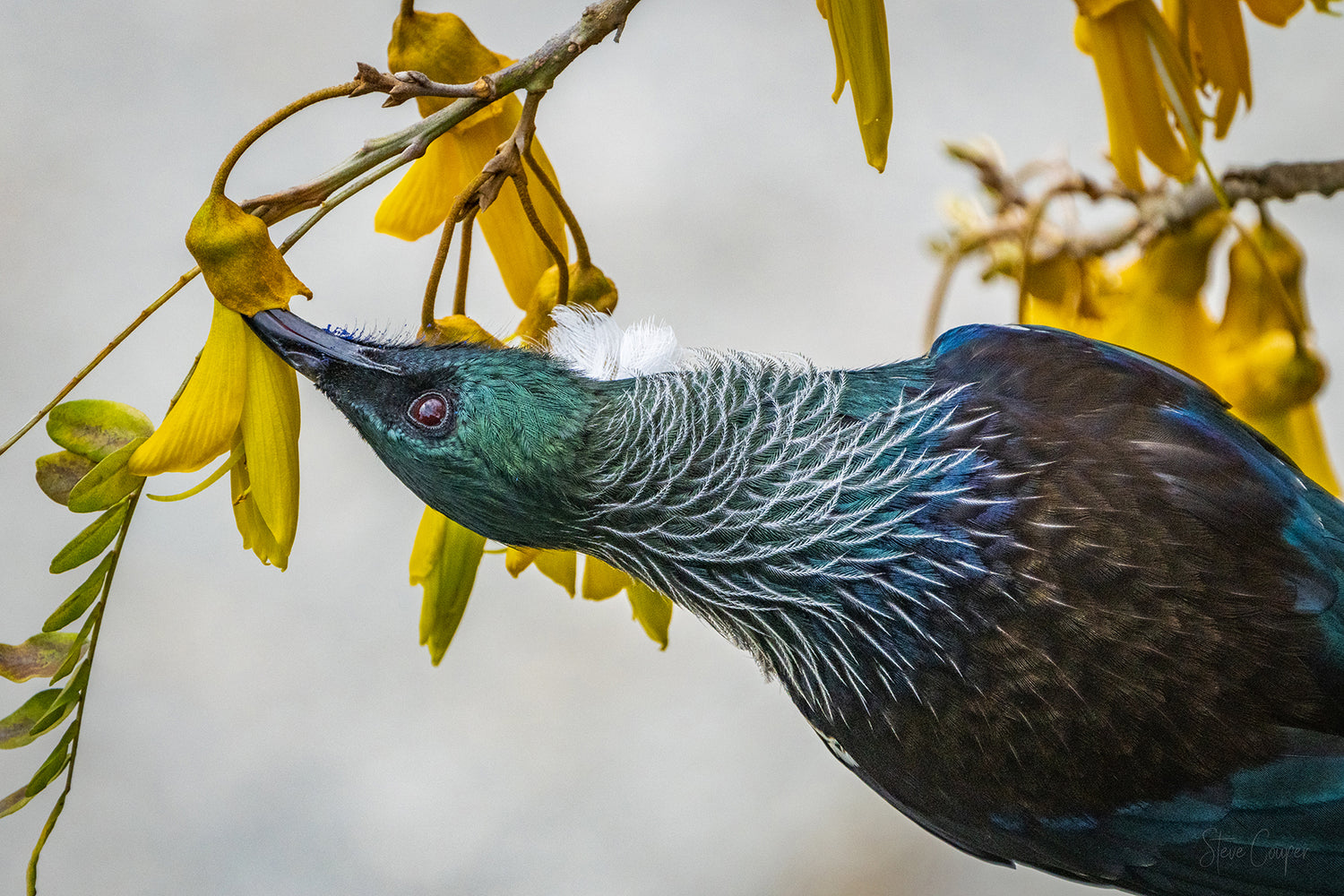 New Zealand Native Birds Photography | Steve Couper | Steve Couper ...