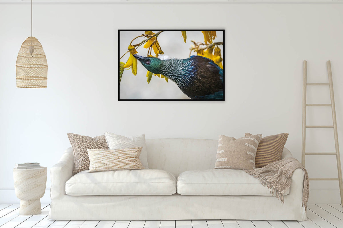 New Zealand Tui Pollination Dance | Wildlife Portrait | Steve Couper ...